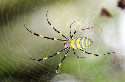 Amazingly Strong And Lightweight Spider Silk Made By Photosynthetic Bacteria