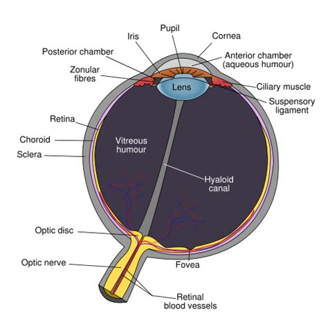 Iris Anatomy Wikidoc