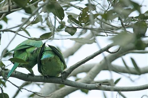 Newsturbate Do Birds Fuck And Other Unrelated Things