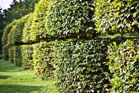 The Top 7 Noise Blocking Plants In Australia Au