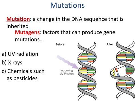 Protein Synthesis And Mutations At Jayson Norman Blog