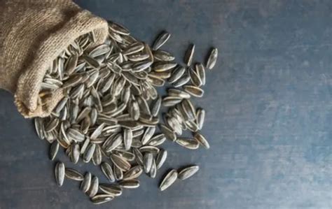 How Long Do Sunflower Seeds Last Do Sunflower Seeds Go Bad 2025
