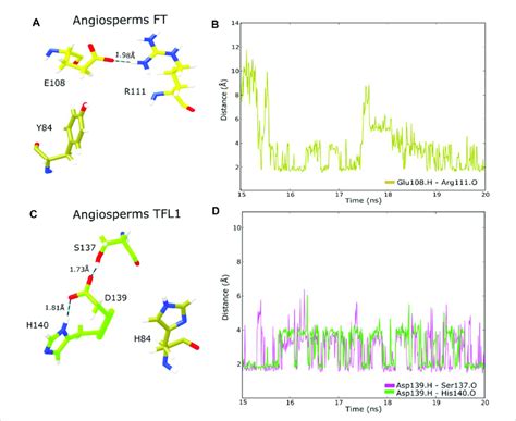 Analysis Of H Bond Interactions In The Ancestral Ft And Tfl1 Structures Download Scientific
