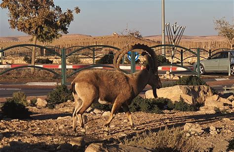 로쉬 하샤나 쇼파르