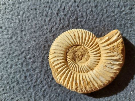 Is This Ammonite Fossil I Bought Real R Fossilid