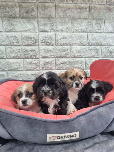 시츄믹스코카콜라펩시제로 강아지책임분양 강아지분양 고양이분양 컴투펫 시츄 셔틀랜드쉽독 말티푸 미니핀 치와와 요크셔테리어 포메라니안 말티즈 분양