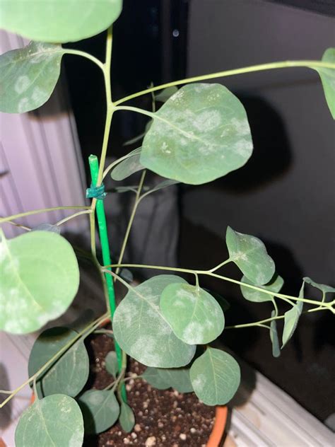 유칼립투스 잎이 이상해여 지식in