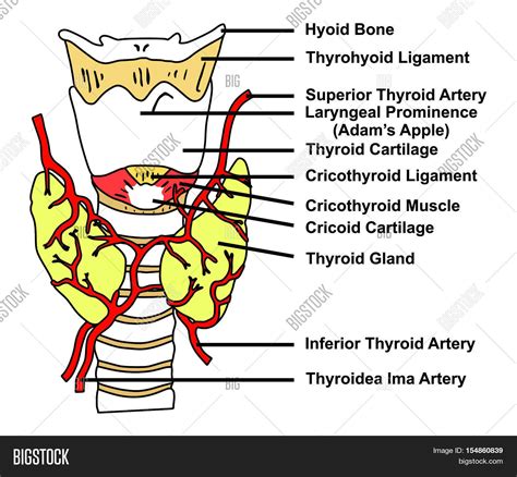Thyroid Gland Image And Photo Free Trial Bigstock