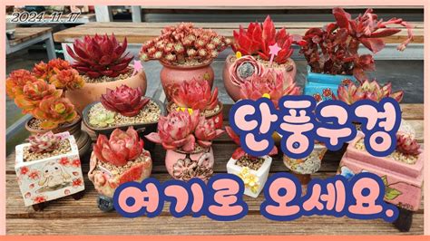 241117 다육스케치 L 키핑장 풍경ㅣ다육이 키우기 ㅣ다육이 단풍 ㅣ가을철 다육이 ㅣsucculent Plants 다육