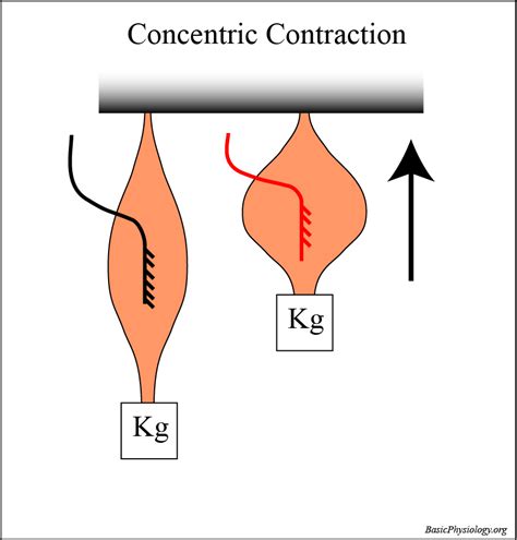 A 4 5 Contraction Types BasicPhysiology Org