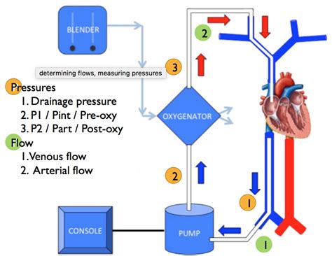 Ecmo Parts