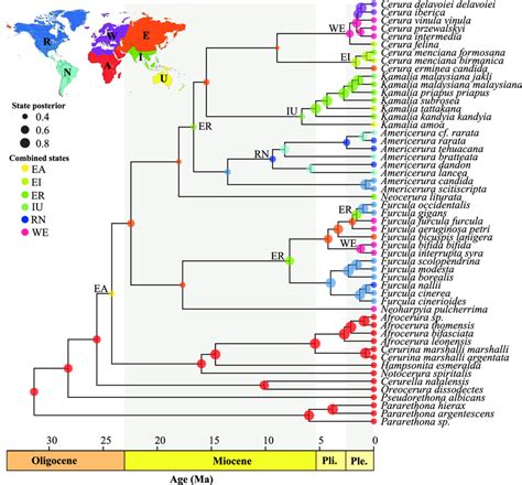 Biogeographic Reconstruction Of Cerurinae In Revbayes Using A