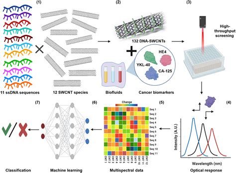 Nanosensor Platform Could Advance Detection Of Ovarian Cancer P C