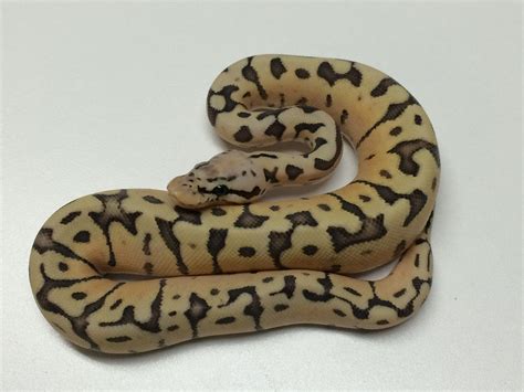 Killer Bee Ball Python For Sale With Live Arrival Guarantee