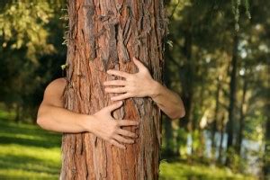 3 Ways To Protect Your Trees This Summer Fall KC Arborist