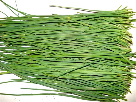 Aprenda A Cultivar Cebolinha Verde Corretamente Blog Da Plantei