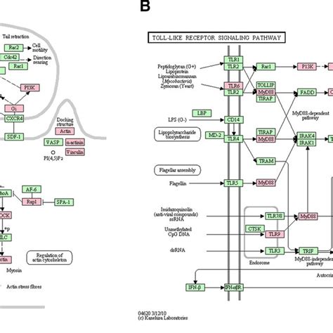 Leucocyte Transendothelial Migration Pathway A And Toll‐like Receptor Download Scientific