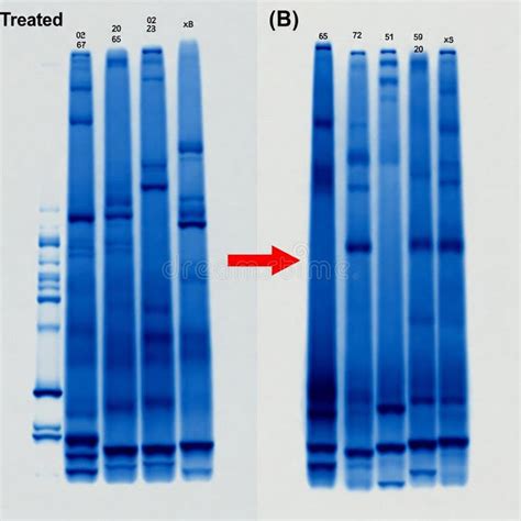 Protein Gel Treated Samples Red Arrow Generated With Ai Stock