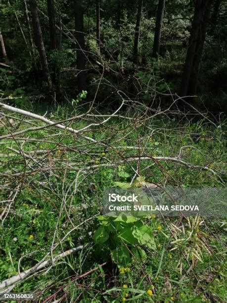 톱 나무 줄기 나무는 숲에서 그루터기로 절단되었다 톱에 놓인 소나무의 장작이 바닥에 놓여 있습니다 0명에 대한 스톡 사진 및 기타 이미지 Istock