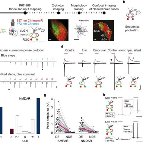 Dendritic Orientation Does Not Explain The Monocular Bias Of Dlgn Neurons Download Scientific