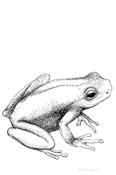 Frog Pencil Drawing At PaintingValley Com Explore Collection Of Frog Pencil Drawing