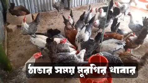মুরগিকে শীতের সময় ঘাস খাওয়ানো যাবে মুরগির খাবারের তালিকা Youtube