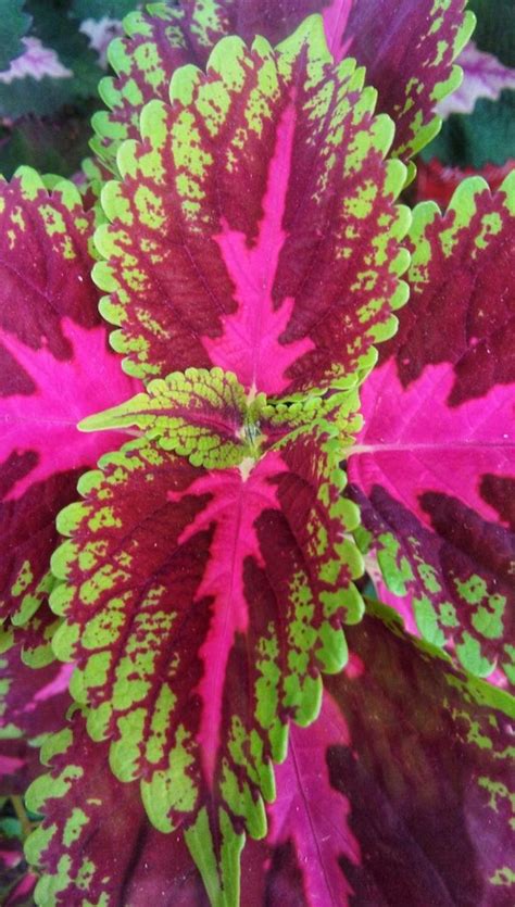 Rooting Coleus In Water Easy Plants To Grow Coleus Care Plant Cuttings