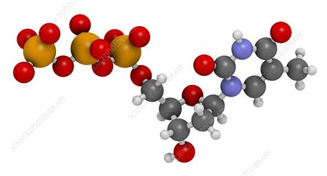 Thymidine Triphosphate Molecule Stock Image F010 6837 Science Photo Library