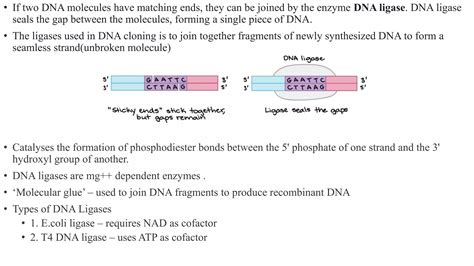 Enzymes Used In Genetic Engineering Pptx
