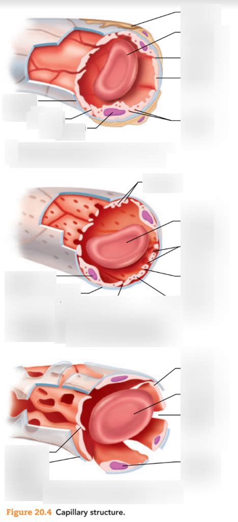 Capillary Structure Diagram Quizlet
