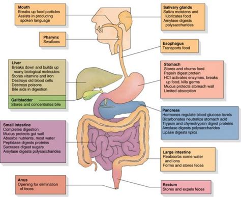 Ethmoidal Polyp Causes Symptoms Treatment Options