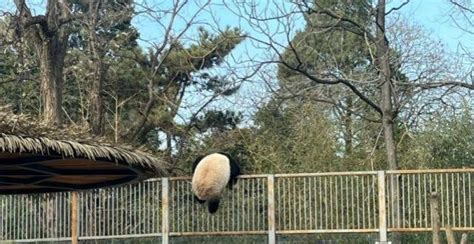 北京动物园一大熊猫“越狱”全程记录，园方回应——腾讯新闻
