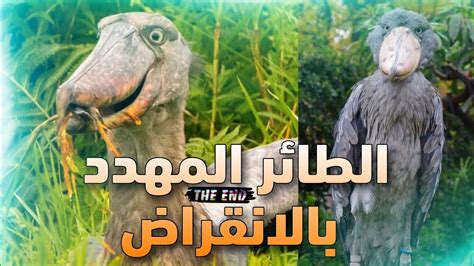 طائر ابو مركوب وحش المستنقع الافريقي المهدد بالانقراض Youtube