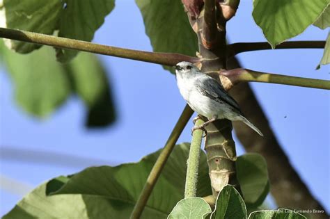 Figuinha Biofaces Bring Nature Closer