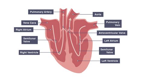 Igcse Biology 2017 2 65 Describe The Structure Of The Heart And How It Functions