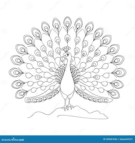 Elegant Peacock Line Art Vector Illustration With Detailed Feathers