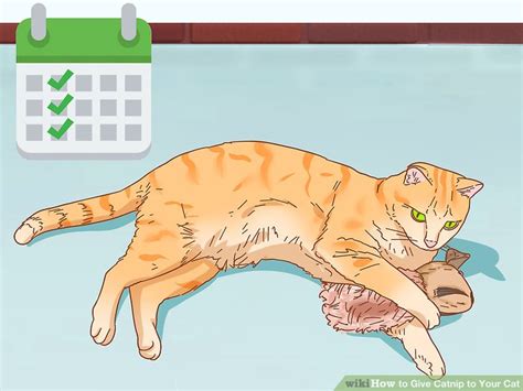 Ways To Give Catnip To Your Cat WikiHow