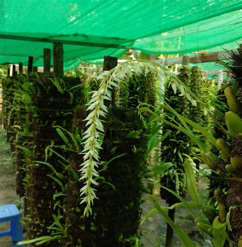 ရခိုင္သဇင္ သဇင္ပန္းျခံ