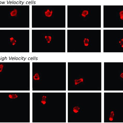 Cell Dynamics In Experiments And In The Numerical Simulations Sequence