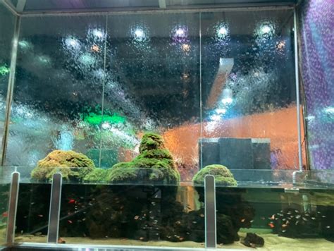 [잠실 수족관 카페] 아쿠아가든 롯데월드몰점 네이버 블로그