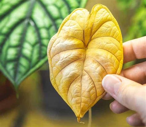 Alocasia Leaves Turning Yellow 12 Common Causes And Fixes