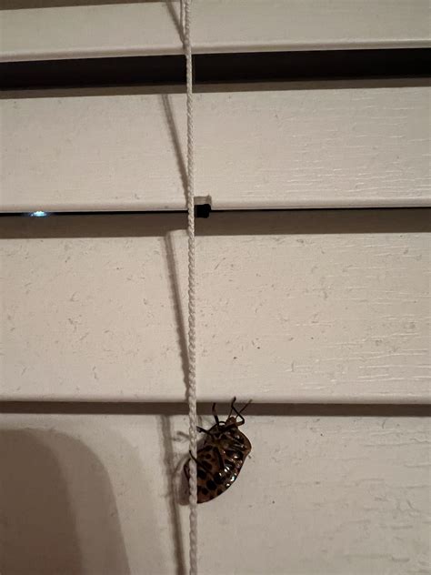 Shield Bug Dancing R Insects