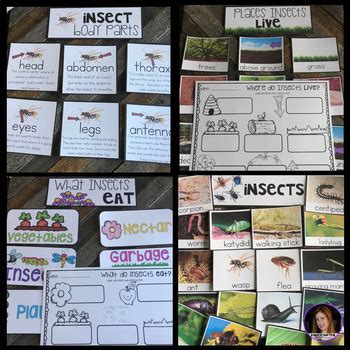 Insect 20 Sorting Writing ELA Printables K 1 Insects Science Lessons