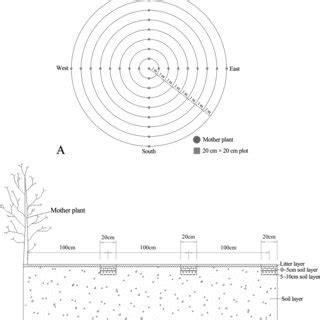A Schematic Diagram Of Plots B Schematic Diagram Of Soil Plots Download Scientific Diagram