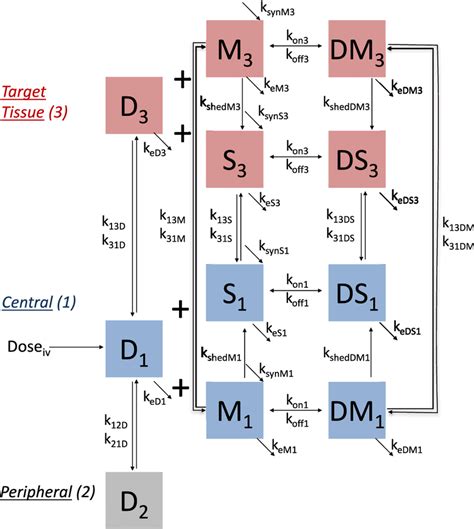 What Is Drug Disposition At Karima Parker Blog