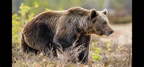 Медведь покусал ещё троих жителей Магадана поиски хищника продолжаются