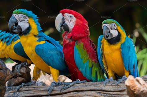 Colored Parrot Macaw