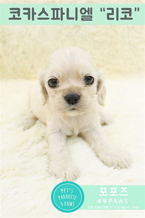 코카스파니엘 분양 리코