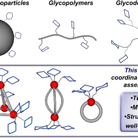 Multivalent Glycoassemblies Including Nanoparticles Polymers And Download Scientific Diagram