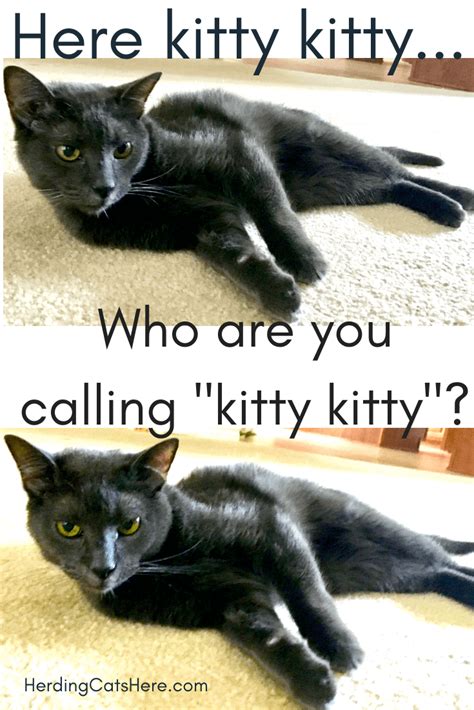 Here Kitty Kitty Herding Cats Here